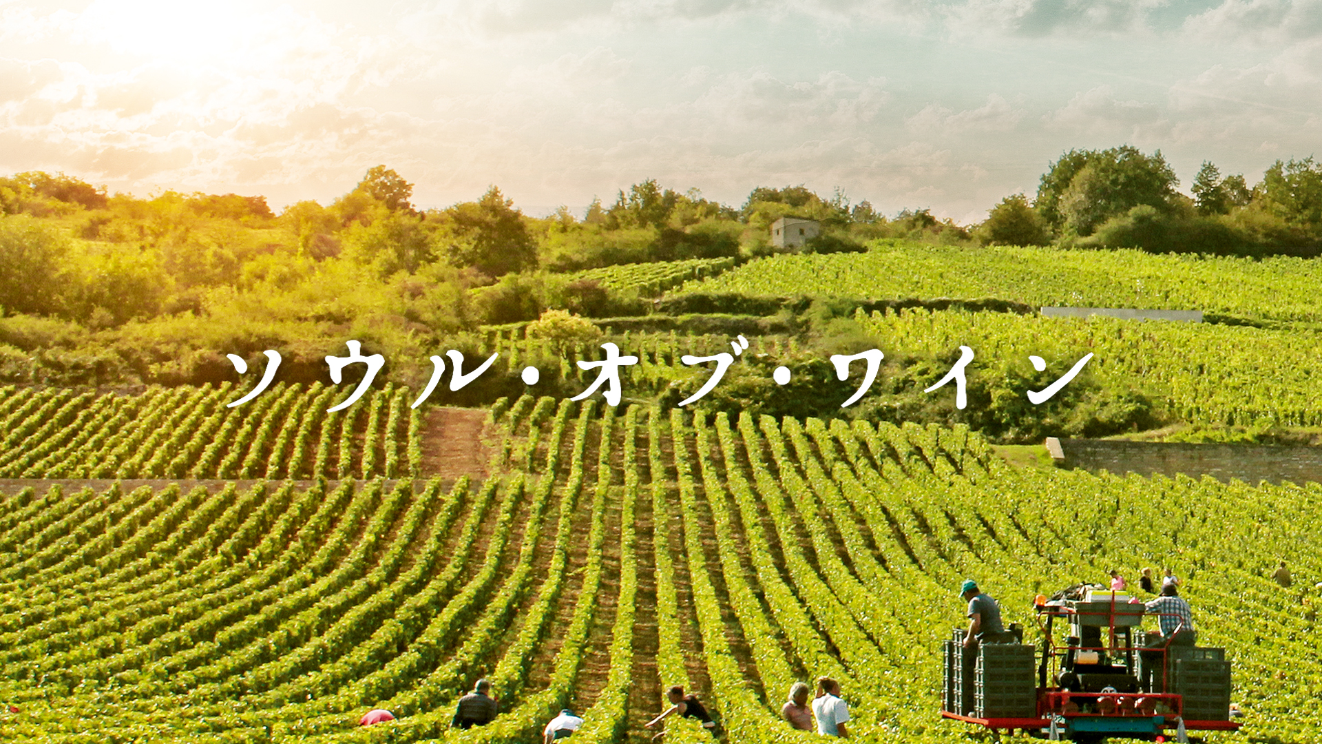 ソウル・オブ・ワイン(洋画 / 2019) - 動画配信 | U-NEXT 31日間無料トライアル